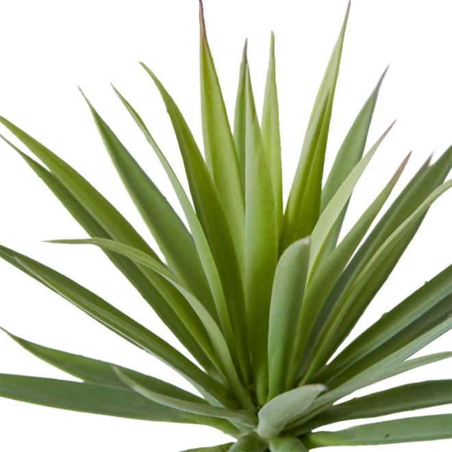 Shop Flowers & Plants - Elme Living Australia