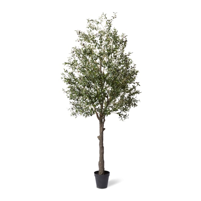 Shop Olive - Elme Living Australia