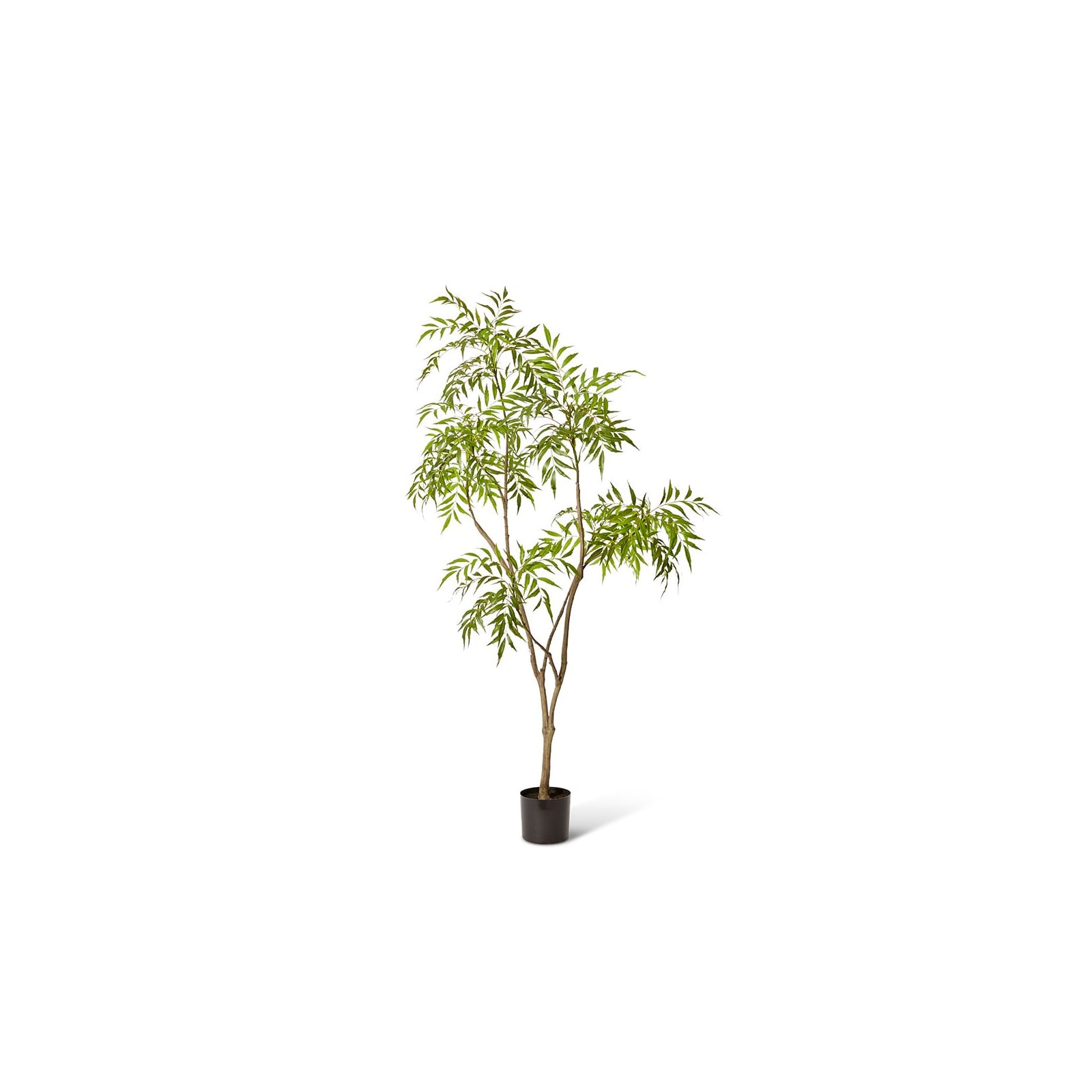 Buy Mahonia Tree - 100 x 100 x 180cm - Elme Living Australia