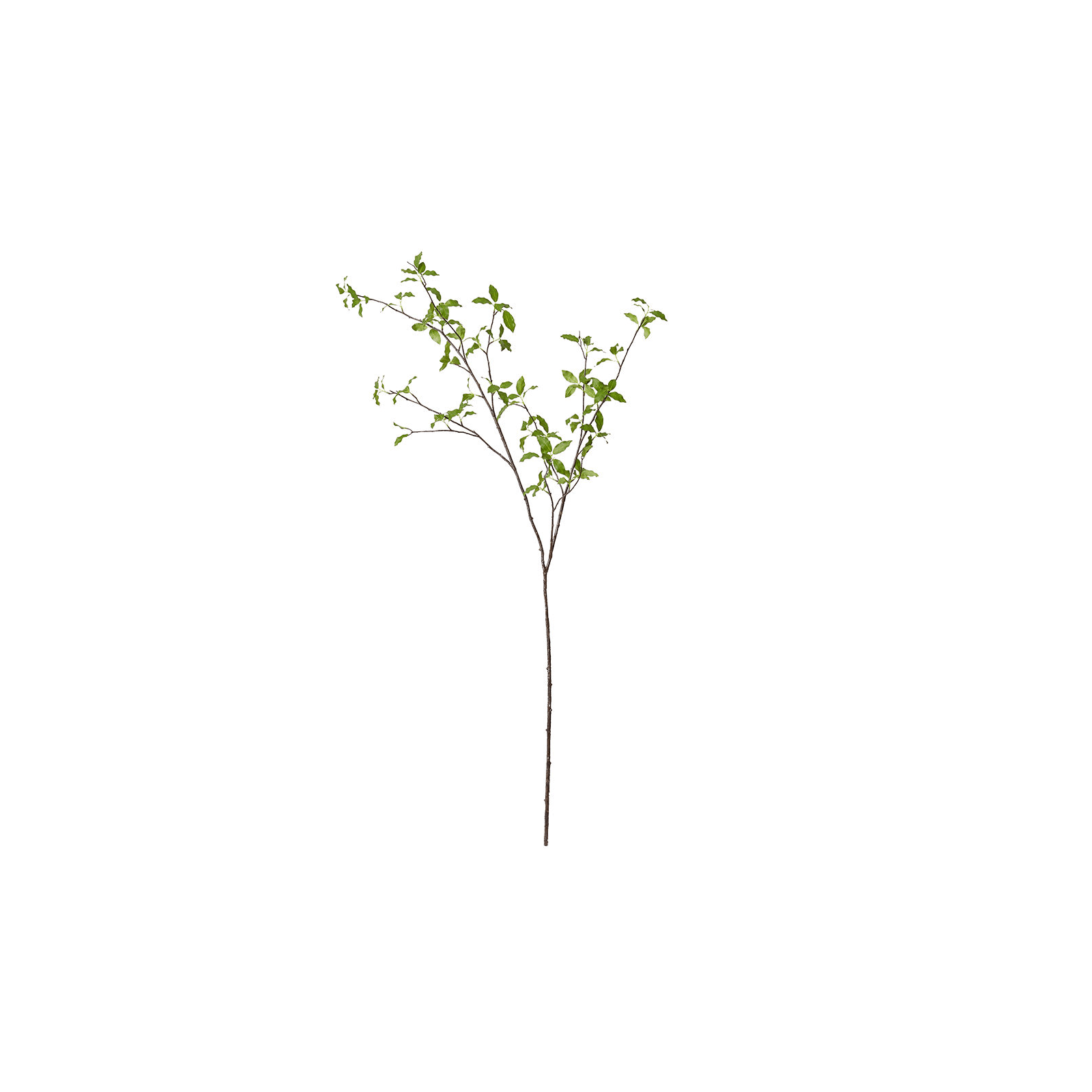 Shop Leaf Spray - 40cm x 22cm x 122cm at Sleeping Giant Australia