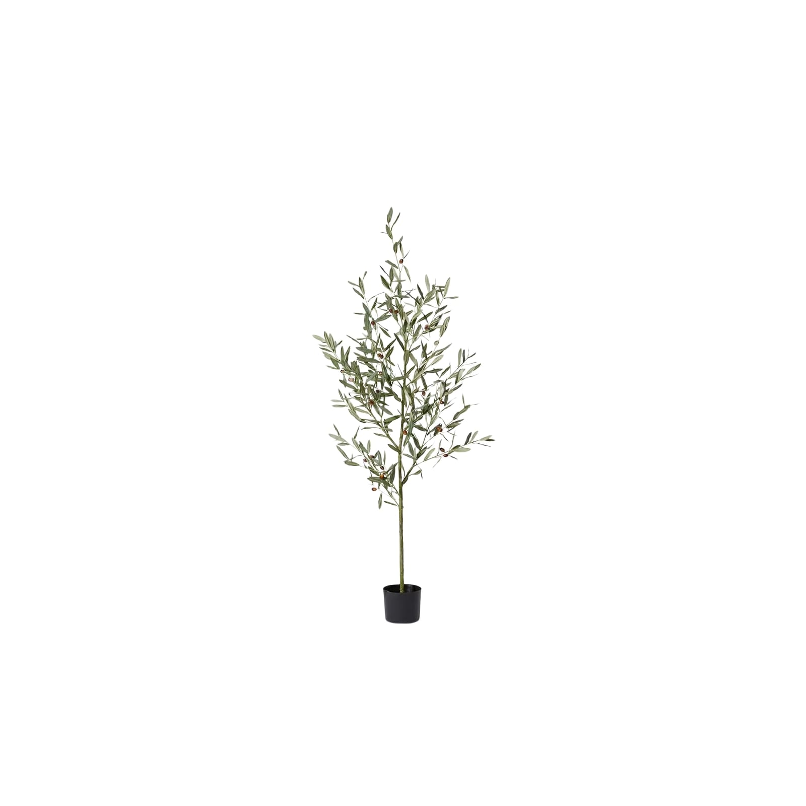 Buy Olive Tree Grey Green - 55cm x 55cm x 170cm - James Lane Australia