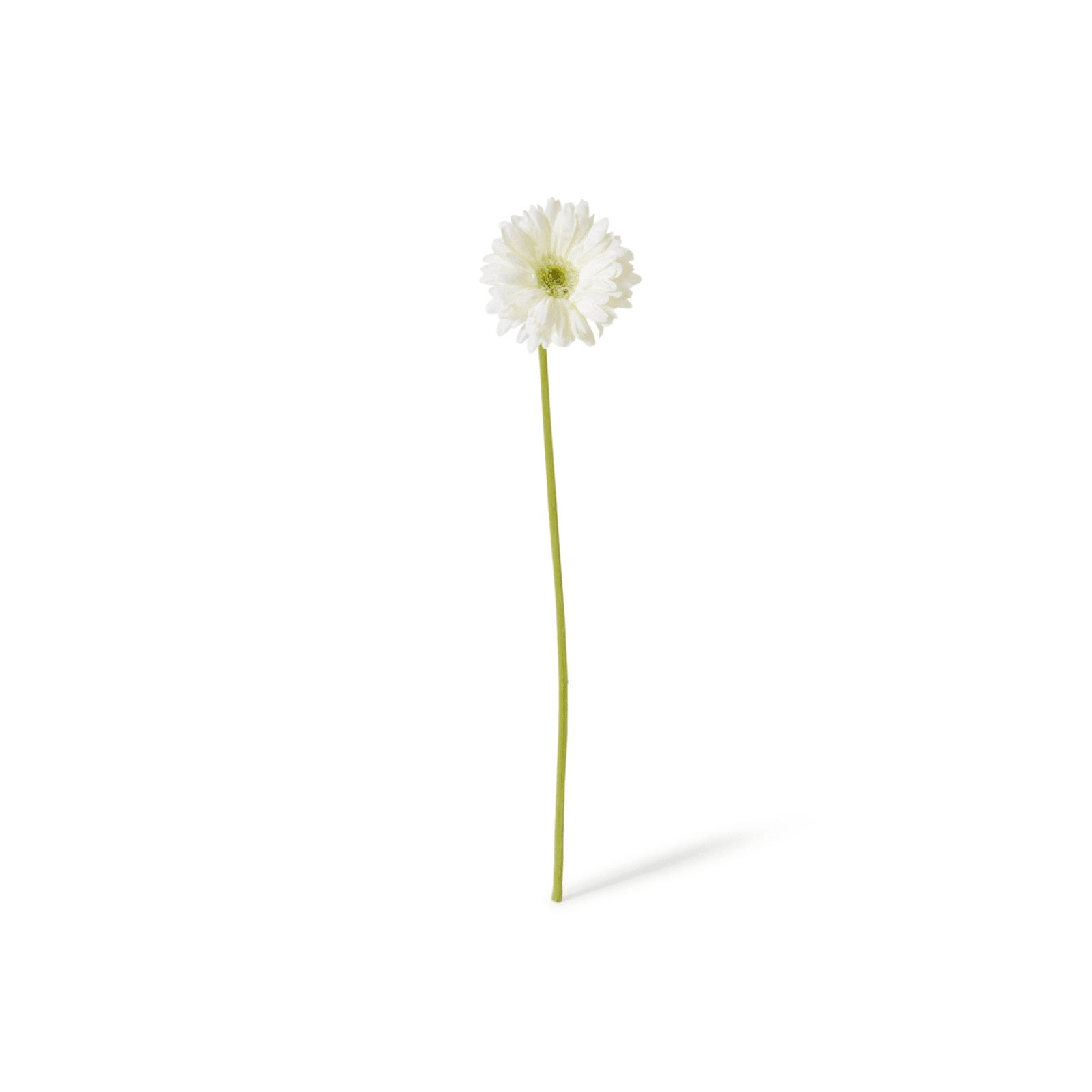 Gerbera Daisy Stem - Off White (53cm) | Elme Living | Australia’s ...