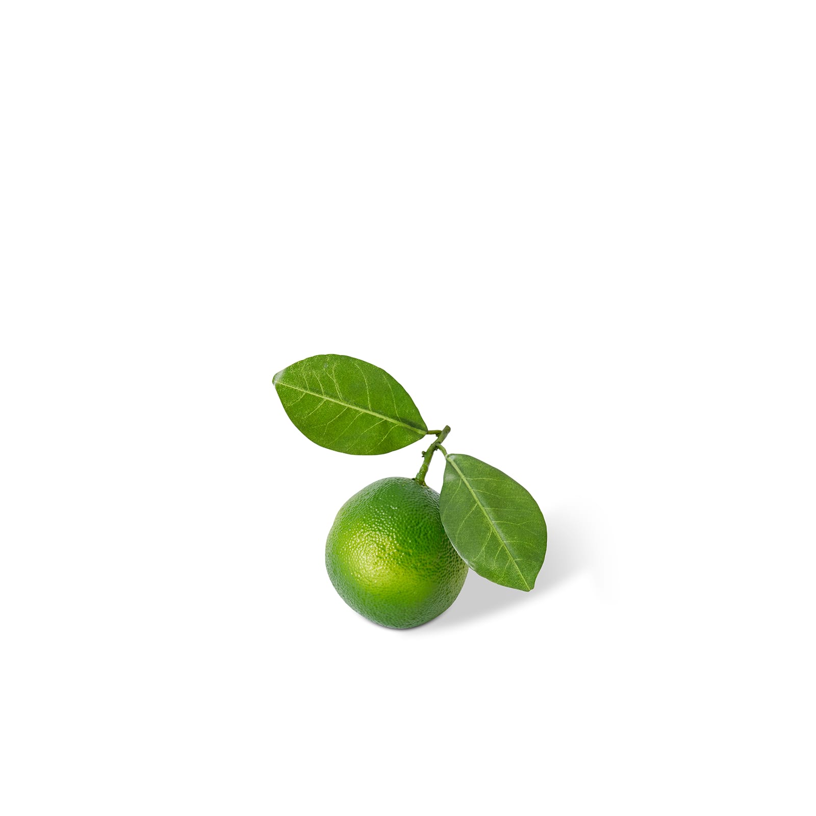 Lime Twig - 12 x 7 x 8cm | Elme Living | Australia’s destination of ...