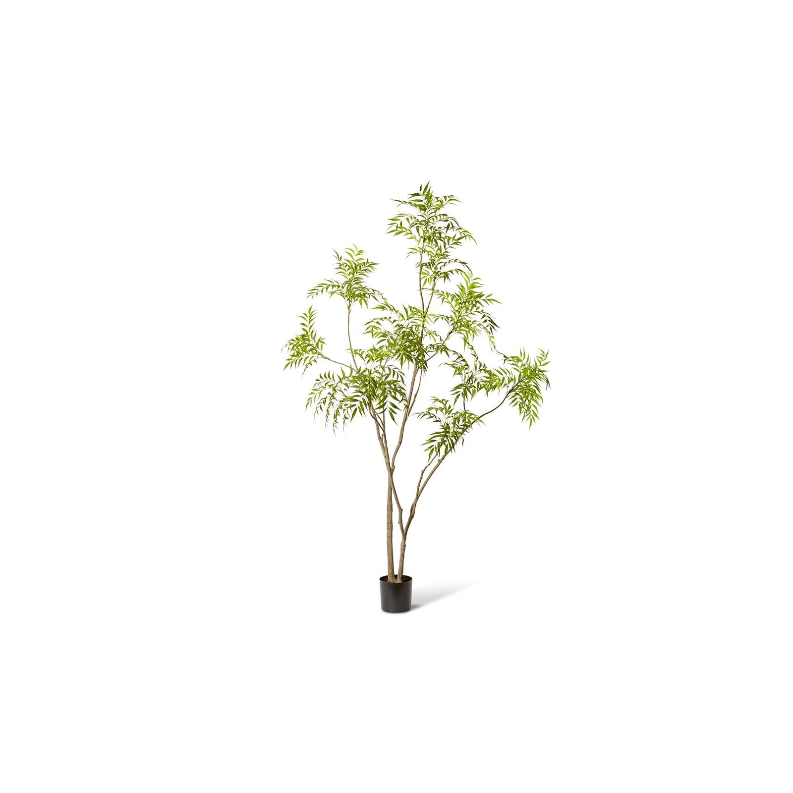 Buy Mahonia Tree - 140 x 140 x 240cm - Elme Living Australia