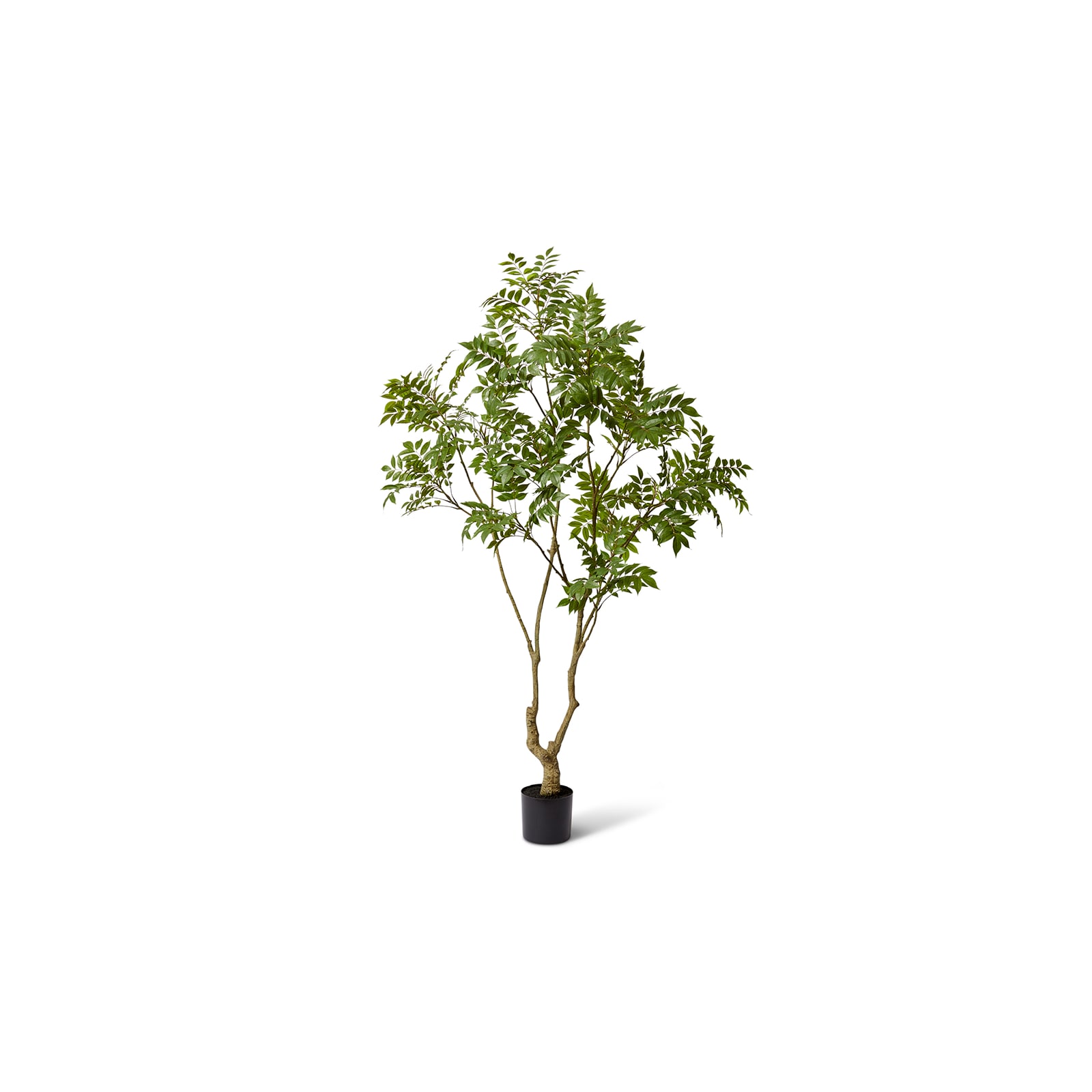 Japanese Lacquer Tree - 100 x 80 x 220cm | Elme Living | Australia’s ...