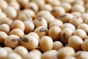 Soyabean Industry Ideas: Business Insights in Processing and Utilization