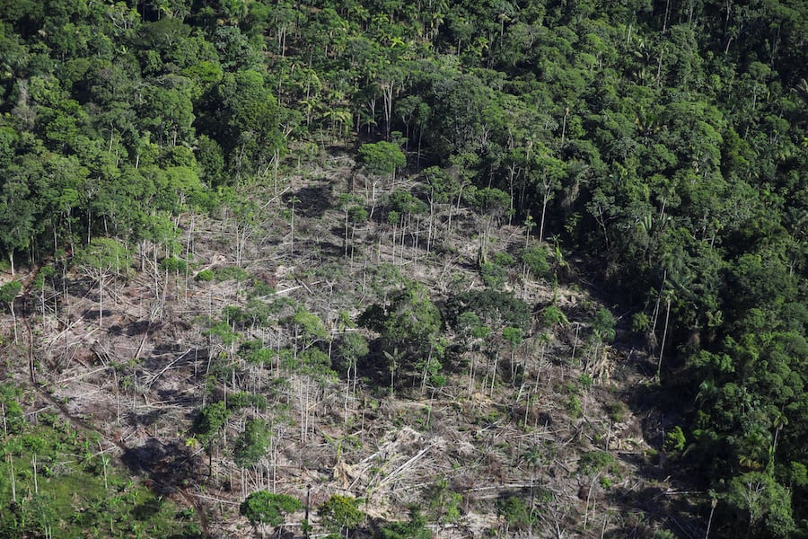 Amazon Deforestation Down But Little to Show for COP28, Plus Venezuela ...