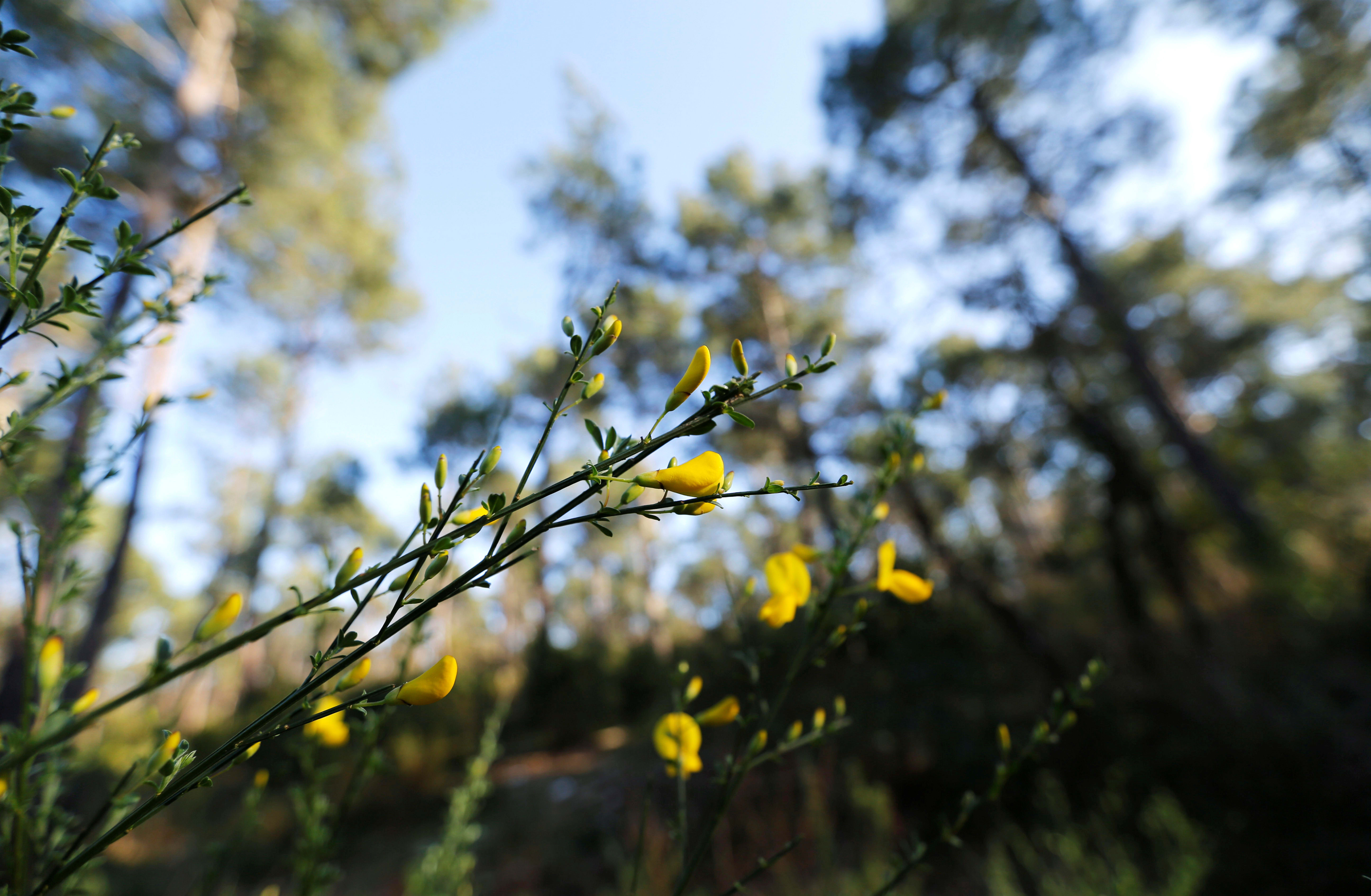A Global Pact for the Environment | Council on Foreign Relations