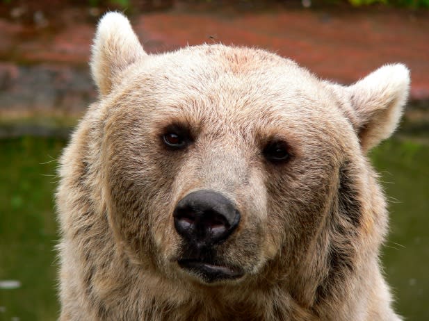 A Fancy Bear Finds Its Way Into the Middle Kingdom | Council on Foreign ...