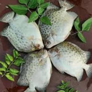 পায়রা মাছ (Pampus argenteus) | Mangrove Collection