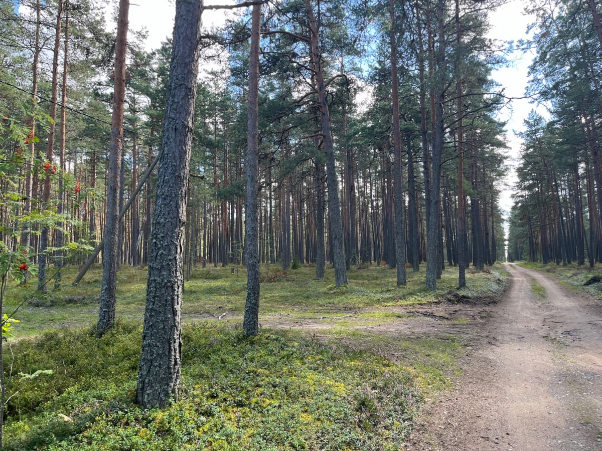 Üürikorter, 1 tuba - E. Ahrensi tn 12, Kuusalu alevik, Kuusalu vald, EE