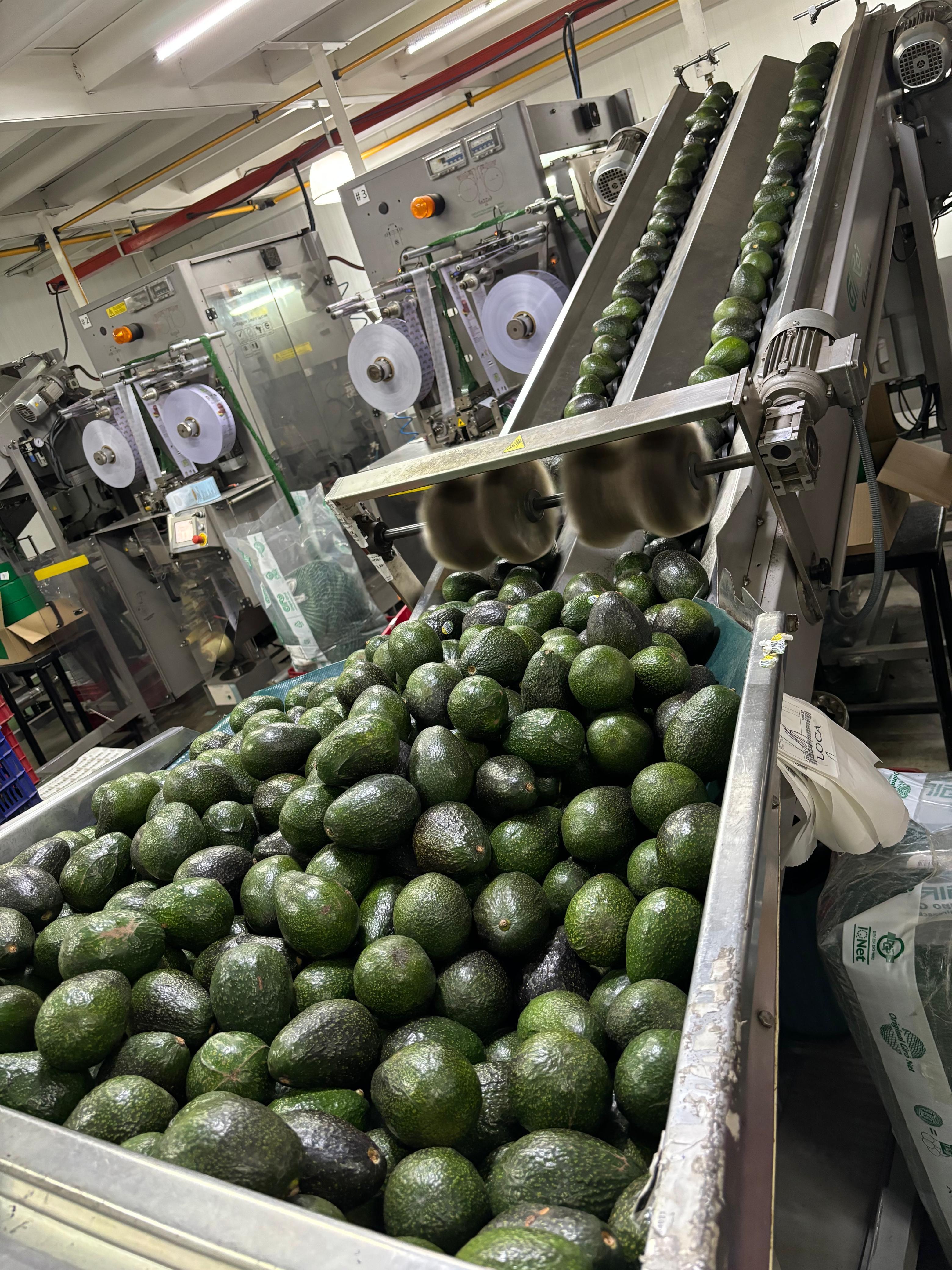 Avocado Groves | Home