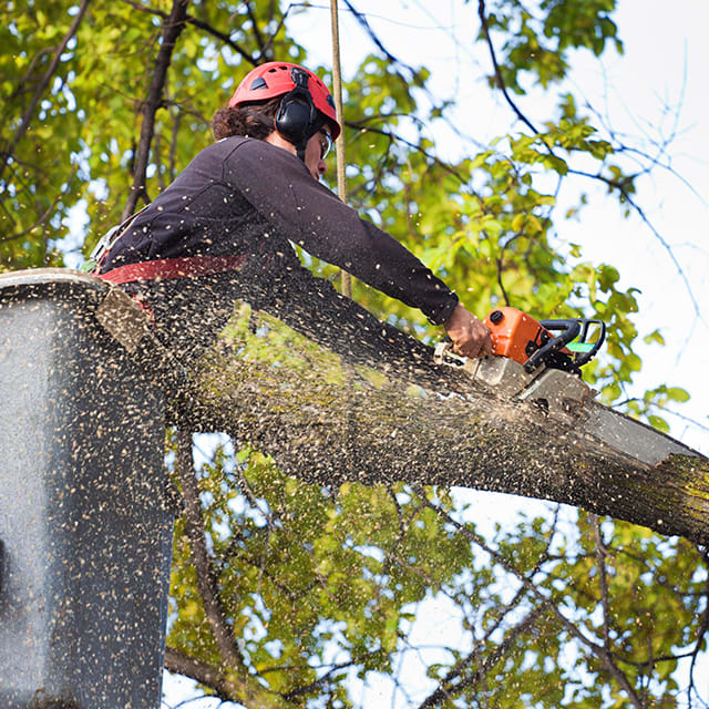 Metropolitan Forestry Services - Leverage Metropolitan Forestry Services - Leverage
