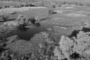 Mandatory BNG is finally here…why is today important? | Environmental Law