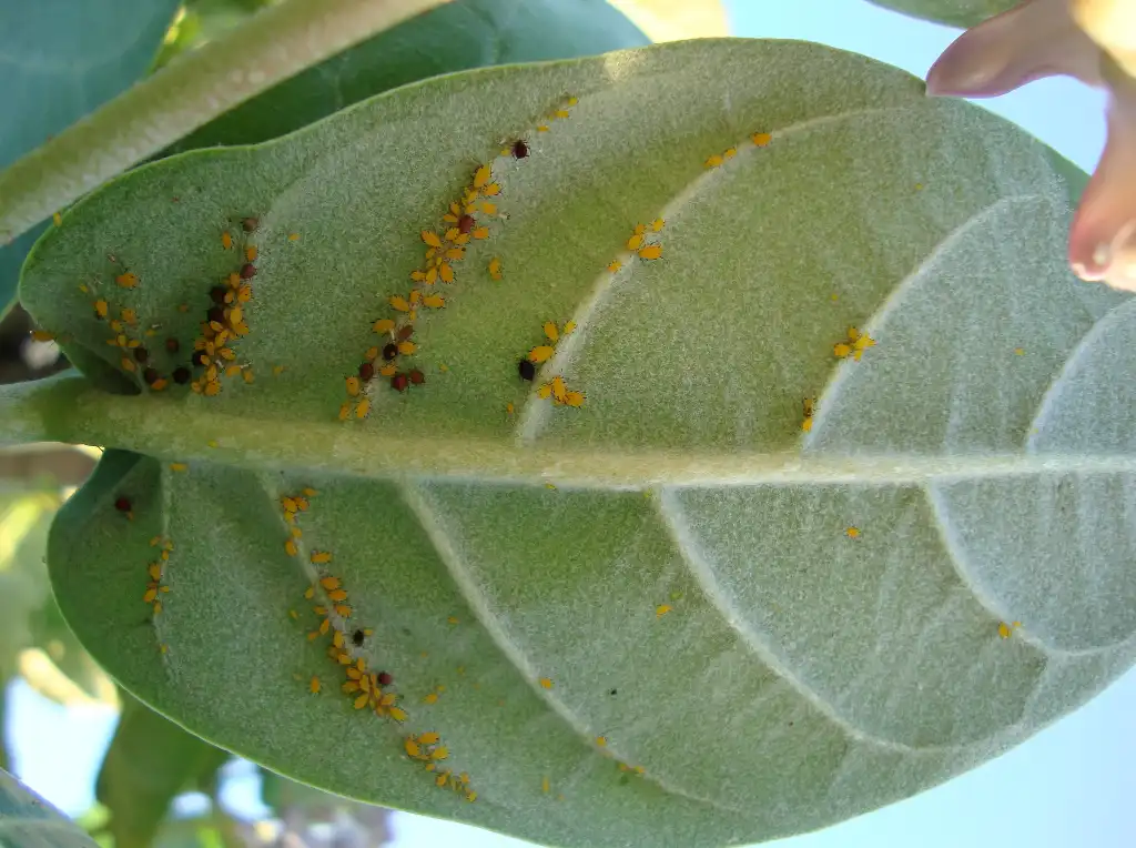 How to Get Rid of Aphids on Tomatoes Naturally — 4 Proven Ways