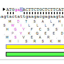 PCR Site-Directed Mutagenesis | DNASTAR