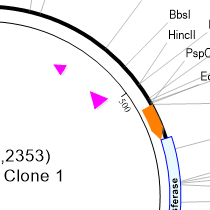 Automated Virtual Cloning | DNASTAR