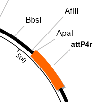 Plasmid Map Creation and Annotation | DNASTAR