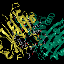 Protein Docking Analysis | DNASTAR