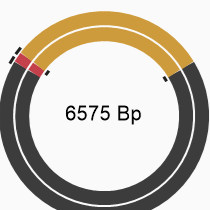 PCR Site-Directed Mutagenesis | DNASTAR