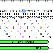 PCR Primer Design | DNASTAR