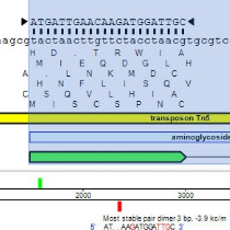 PCR Primer Design | DNASTAR