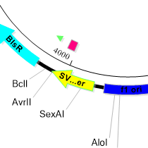 Plasmid Map Creation and Annotation | DNASTAR