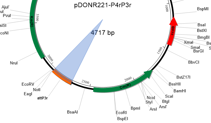 SeqBuilder Pro | DNASTAR
