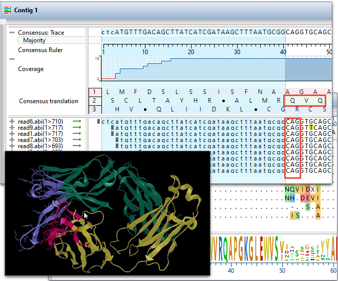 Antibody Phage Display Workflow | DNASTAR