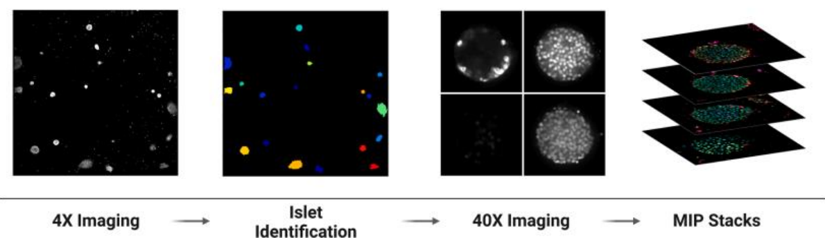 Potential Improvements to Diabetes Drug Discovery and Development ...