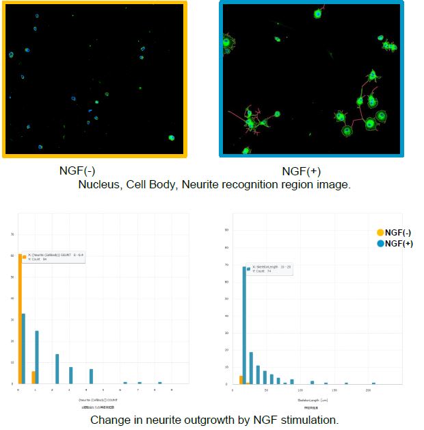Analysis Tutorial for CellPathfinder - Neurite Outgrowth- | Yokogawa ...