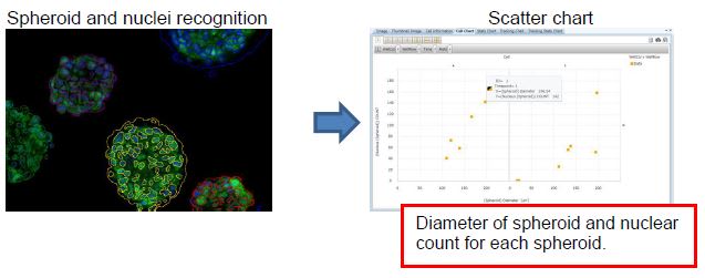 Analysis Tutorial for CellPathfinder -Spheroid- | Yokogawa Vietnam