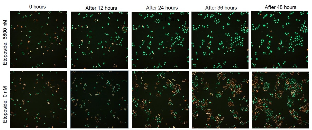 Cell Cycle Analysis Using Cell Cycle Indicator: Fucci | Yokogawa Hungary