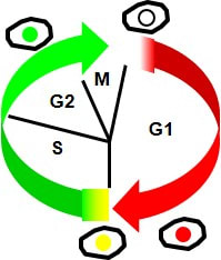 Cell Cycle Analysis Using Cell Cycle Indicator: Fucci | Yokogawa America