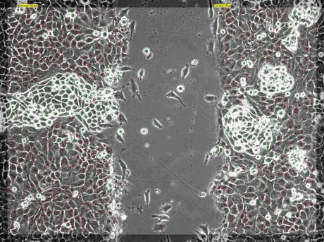CellPathfinder Applications | Yokogawa America