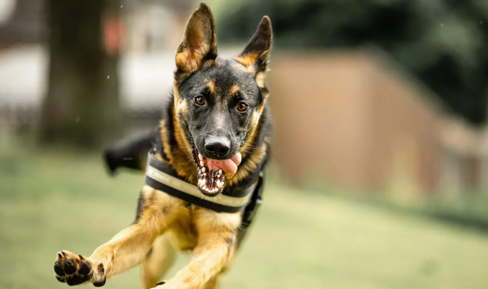 Dog dance | Hondenschool Quispelt