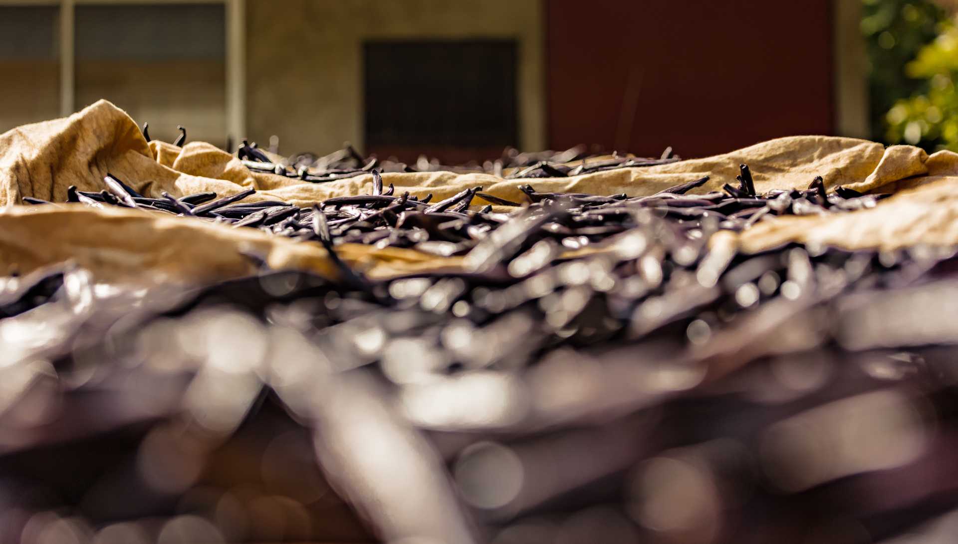 the vanilla pod - Journal