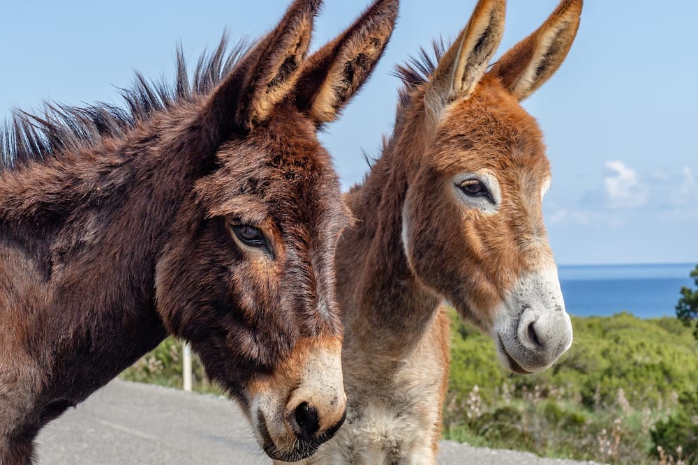 Visit a donkey clinic providing veterinary medical care to wild donkeys ...