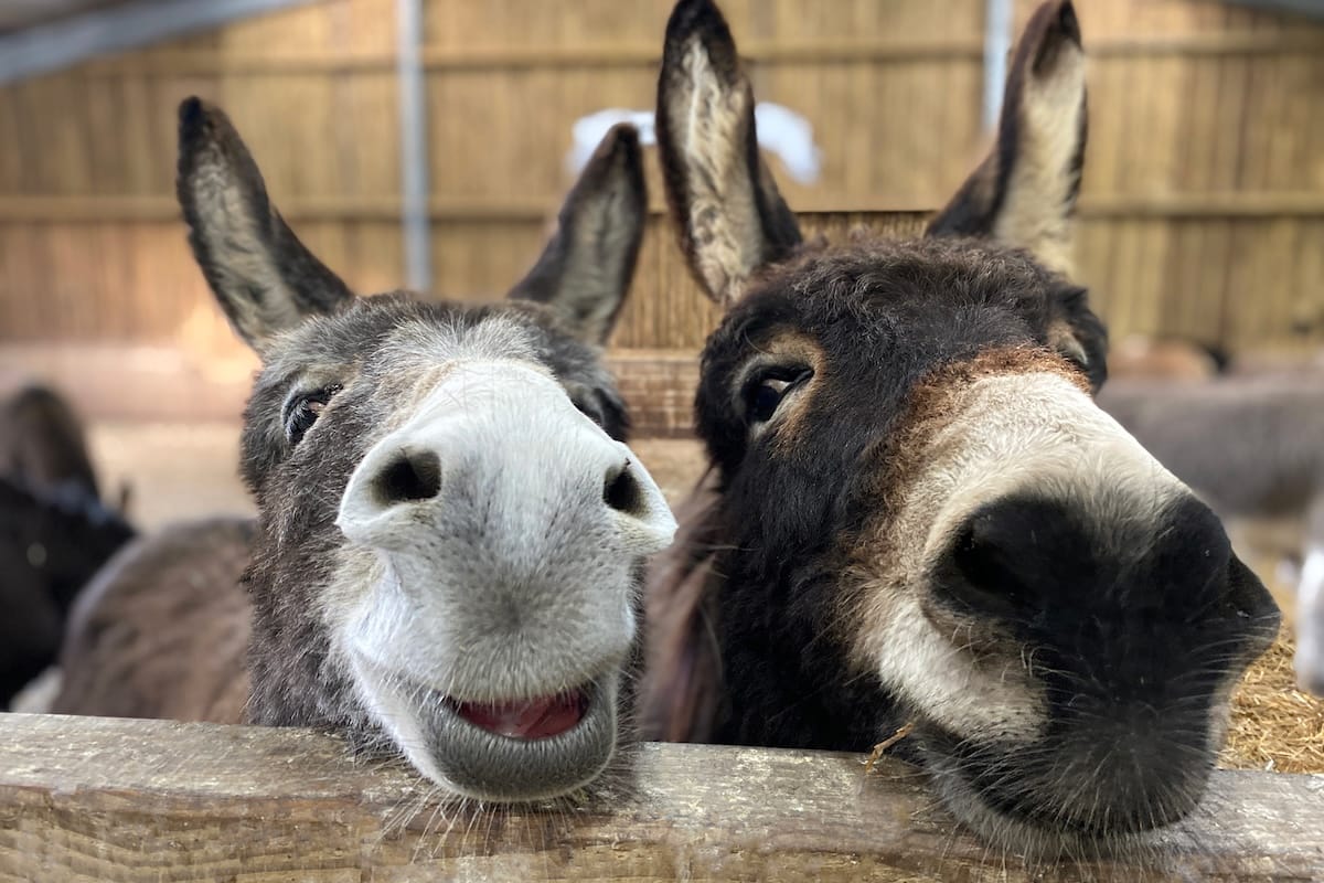 Visit a Donkey Sanctuary on the Isle of Wight with an on-site cafe ...