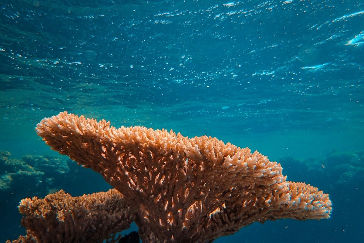 Tour the world-famous Coral Vita coral farm - Projects on Giveback Guide