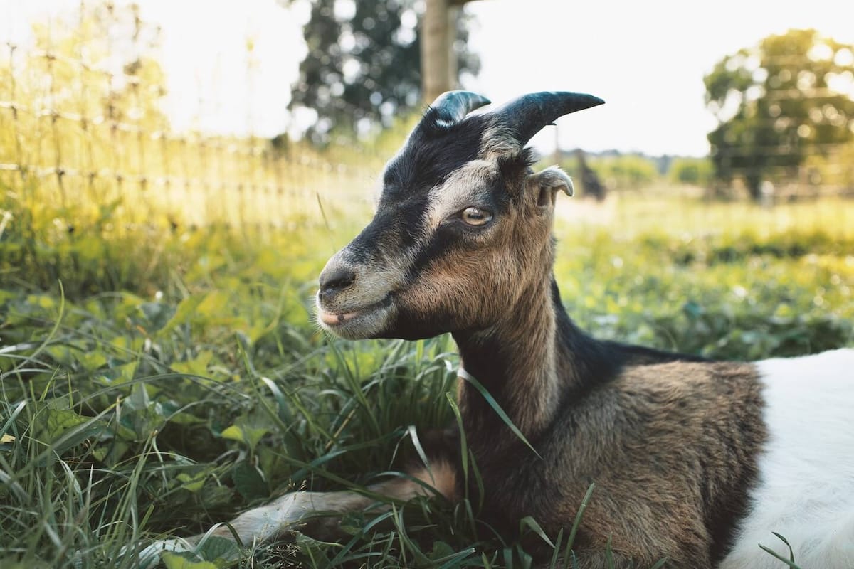 Meet abused, neglected and orphaned goats at this farmed animal ...