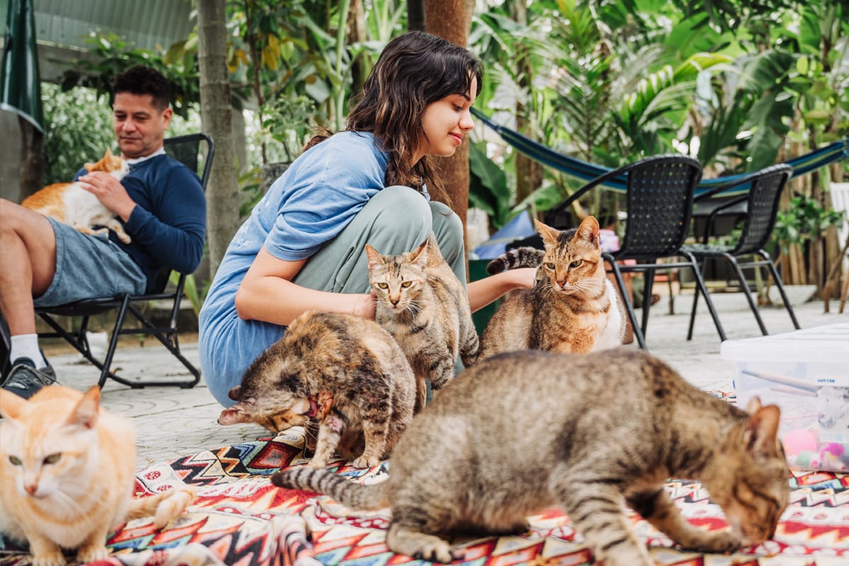 Grab an ice coffee and spend time with rescued cats at this cat cafe ...