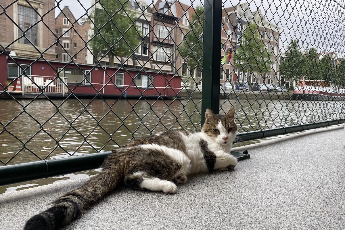 Visit a cat sanctuary on a houseboat and help to keep it afloat ...