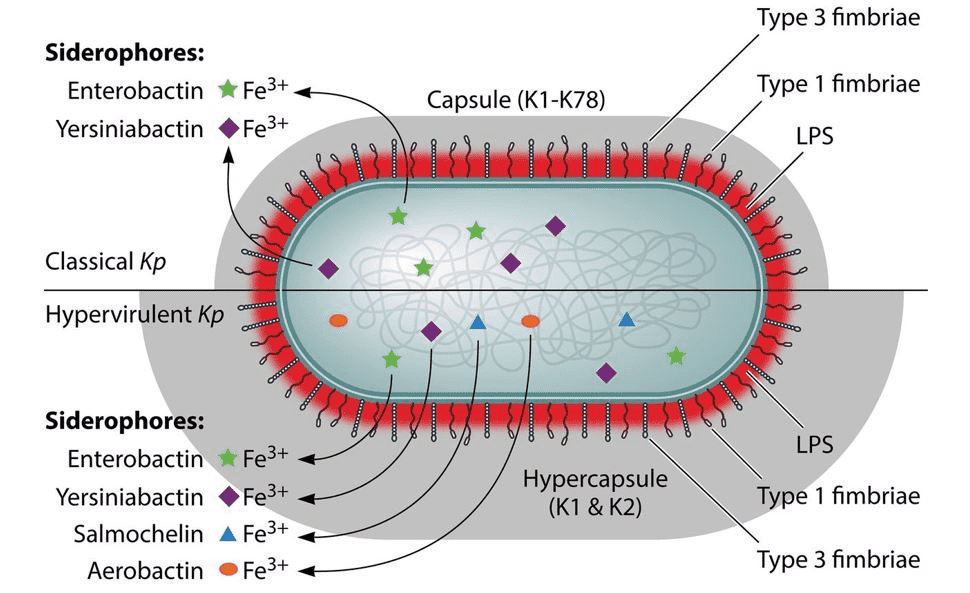 Detección de Klebsiella pneumoniae K2 en México - Docred