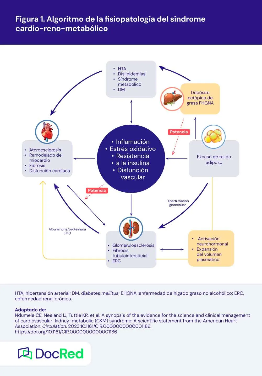 Guía de tratamiento del síndrome cardio-reno-metabólico - Docred