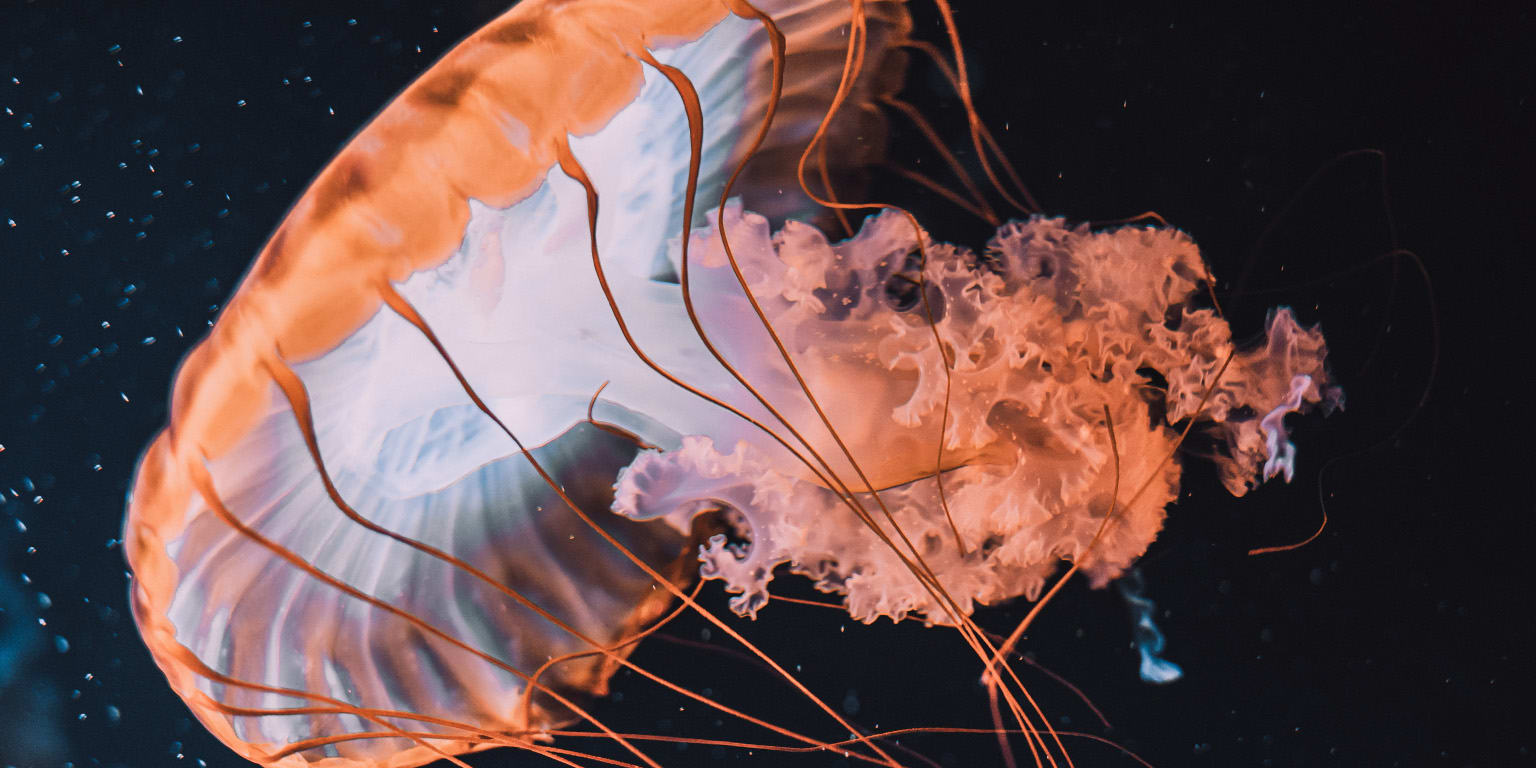 Grids in UI Design for website design and apps | Doddle Web Solutions