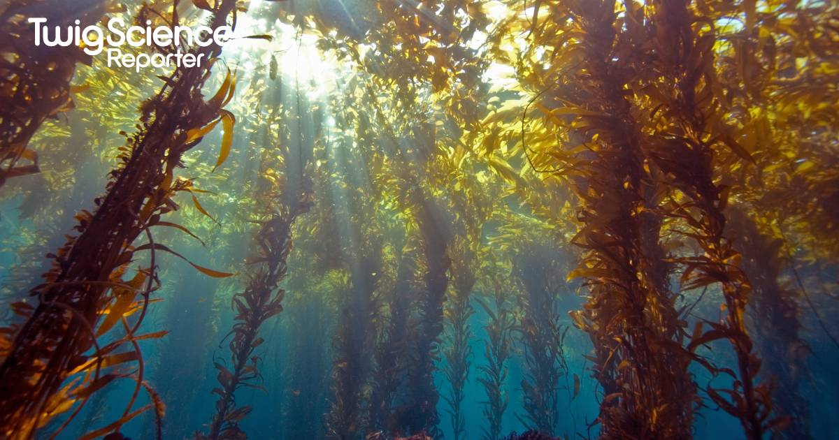 News update 2021 02 11 - Twig Science Reporter