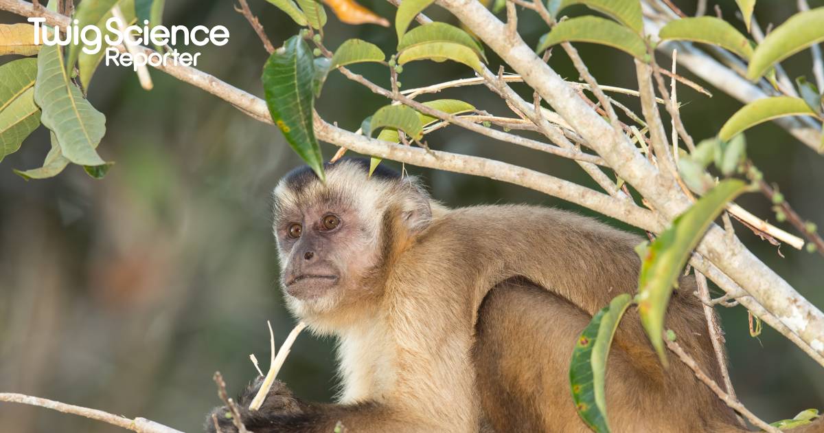 Capuchin monkey - Twig Science Reporter