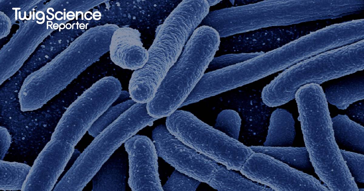 Season 2 issue 8: 5 facts about bacteria - Twig Science Reporter