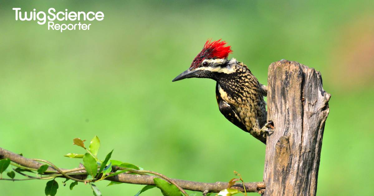 The Science of Woodpecker Pecks - Twig Science Reporter